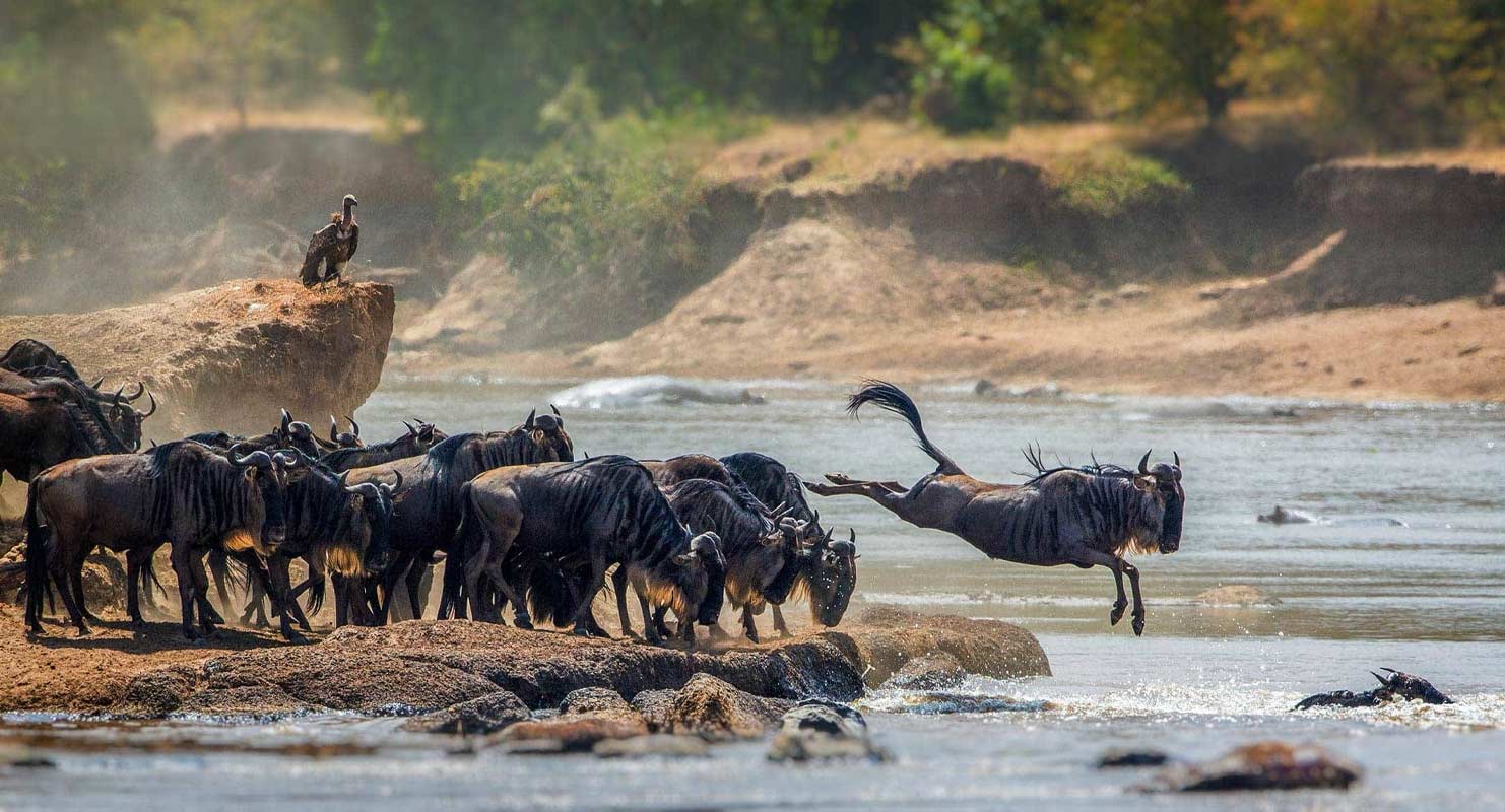 Serengeti National Park - Sirikwa Travel
