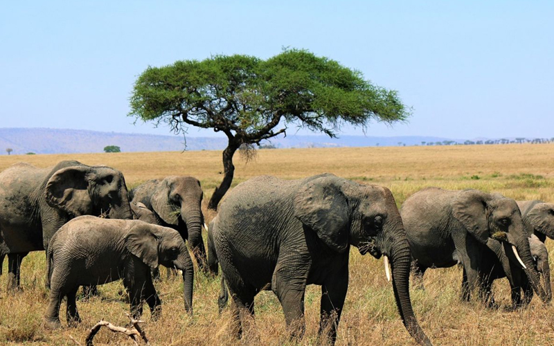 Beach and Bush: 2025’s Ultimate Tanzania Safari and Zanzibar Holiday ...